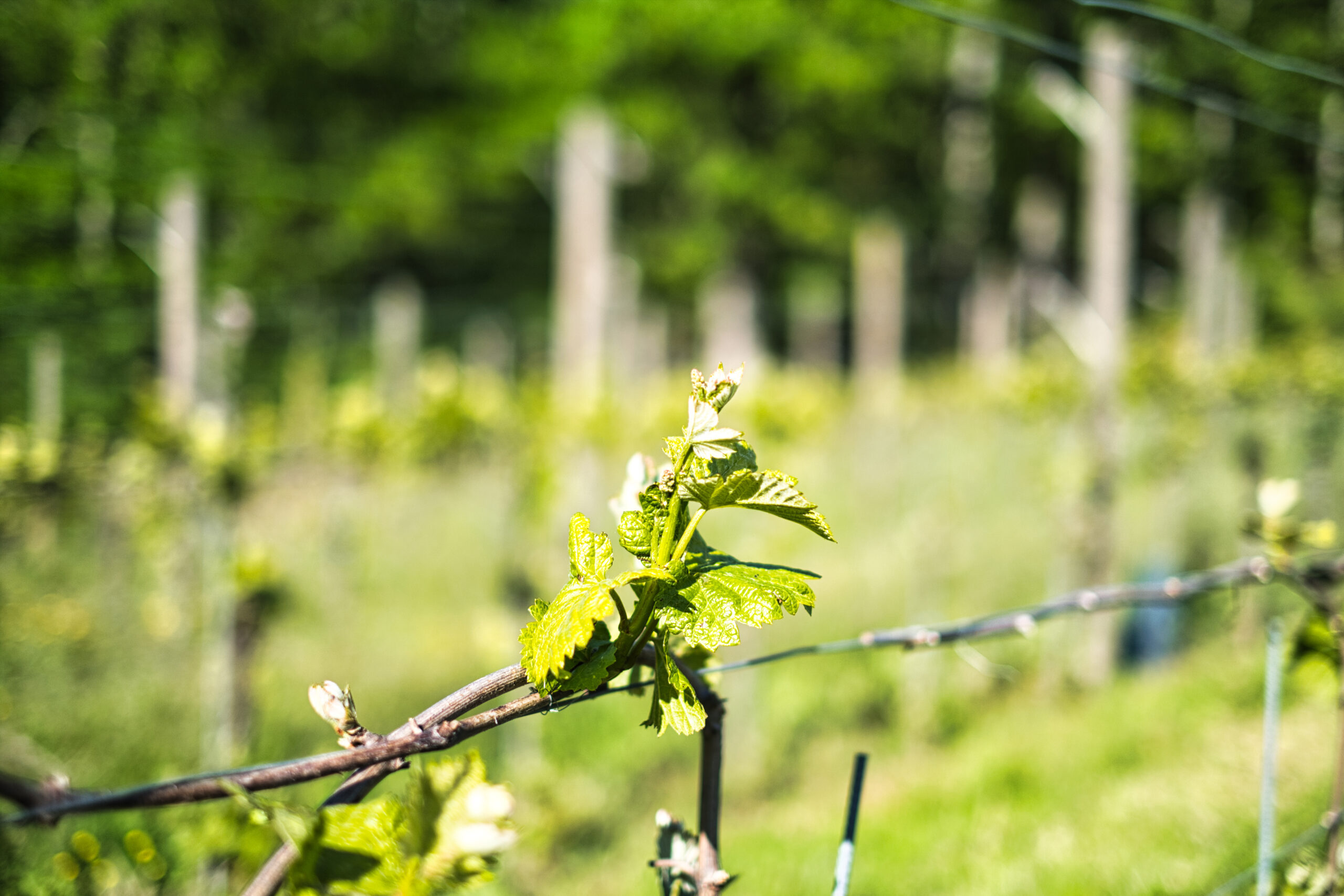 Unsere Weine – Hummelswälder Hof