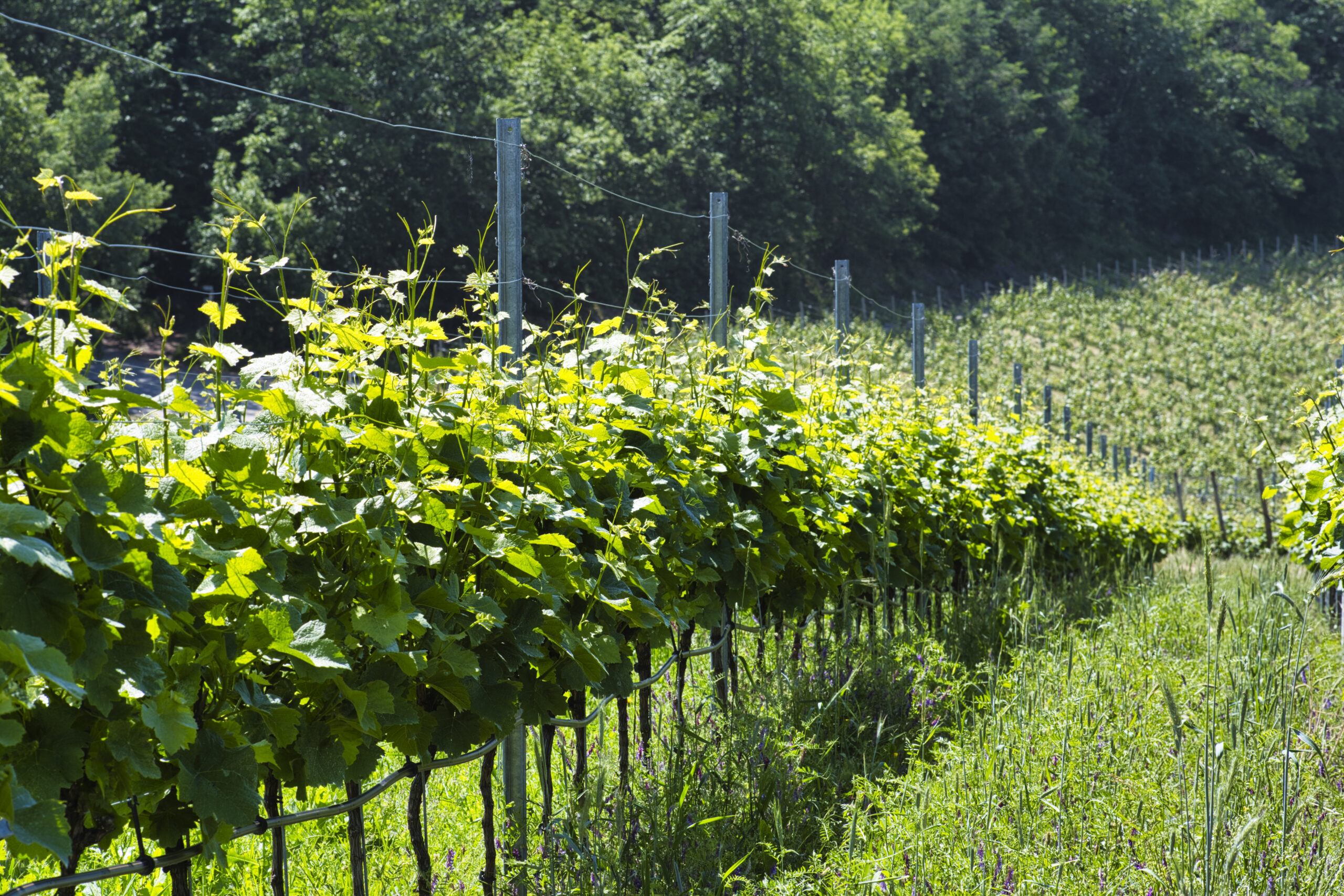 Unsere Weine – Hummelswälder Hof